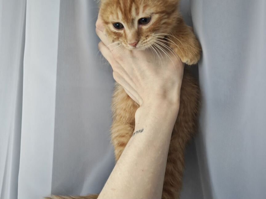 Кошка в дар бесплатно