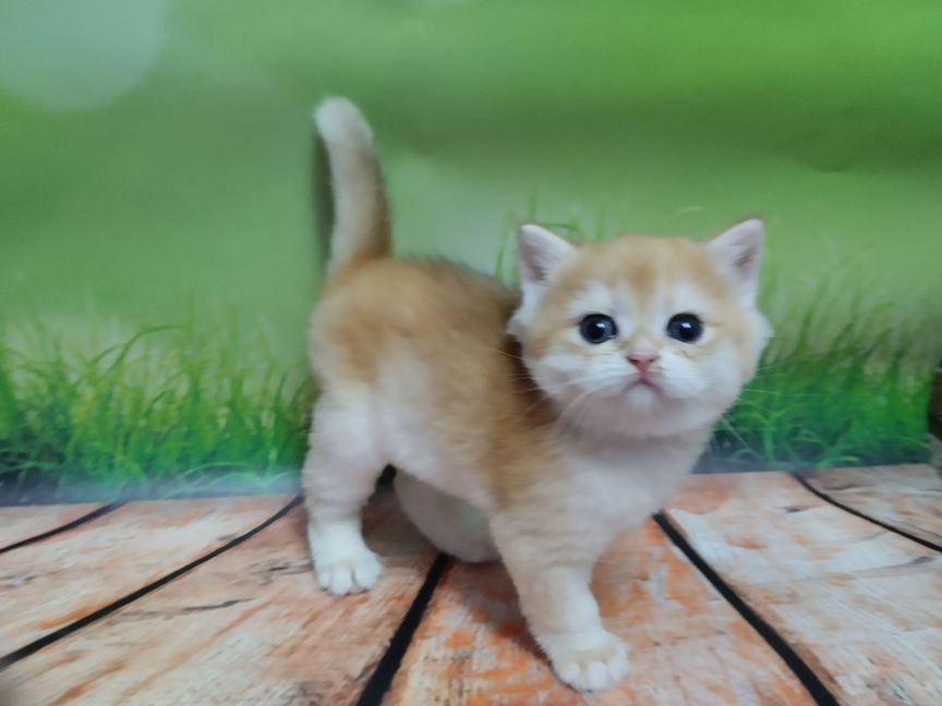 Котик золотая шиншилла
