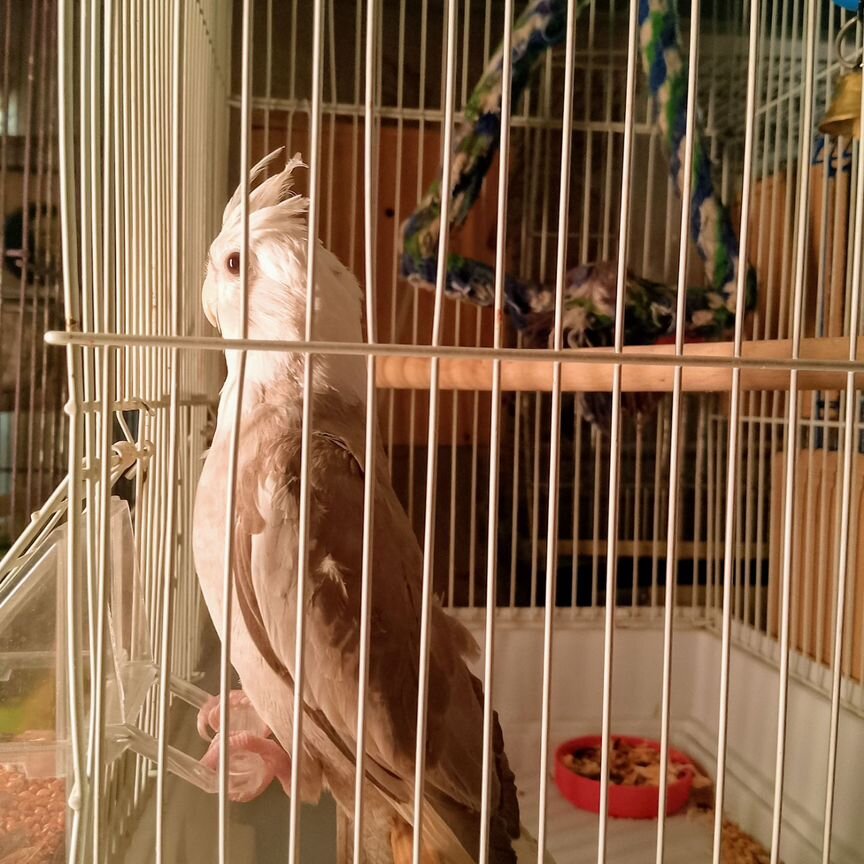 Бесщекий корелла с клеткой