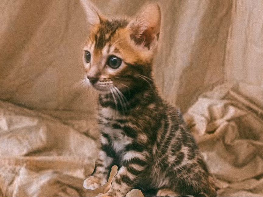 Бенгальские котята