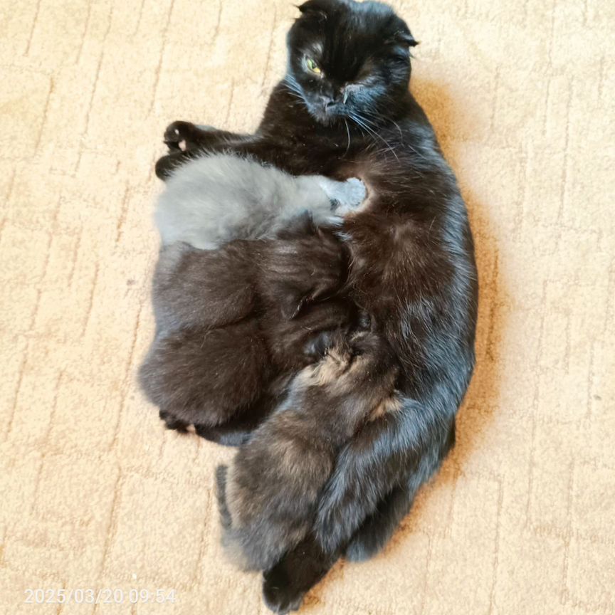 Вислоухие котята в добрые руки