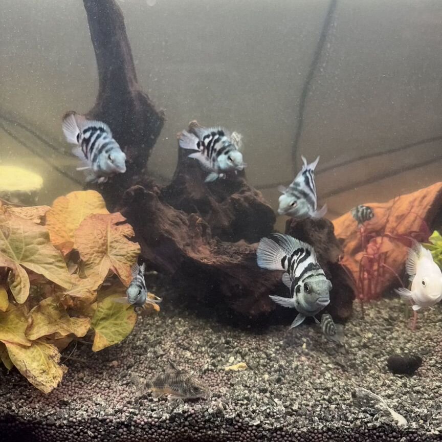 Мальки попугаев