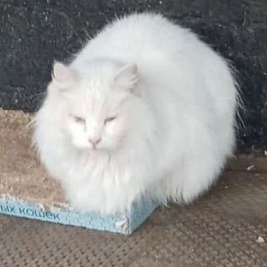 Белая кошка выживает на улице
