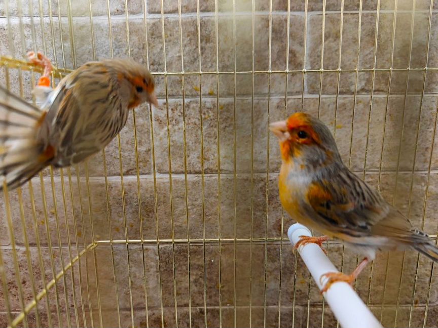 Кенара и канарейки