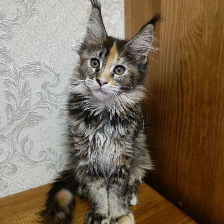 Мейн-кун котёнок