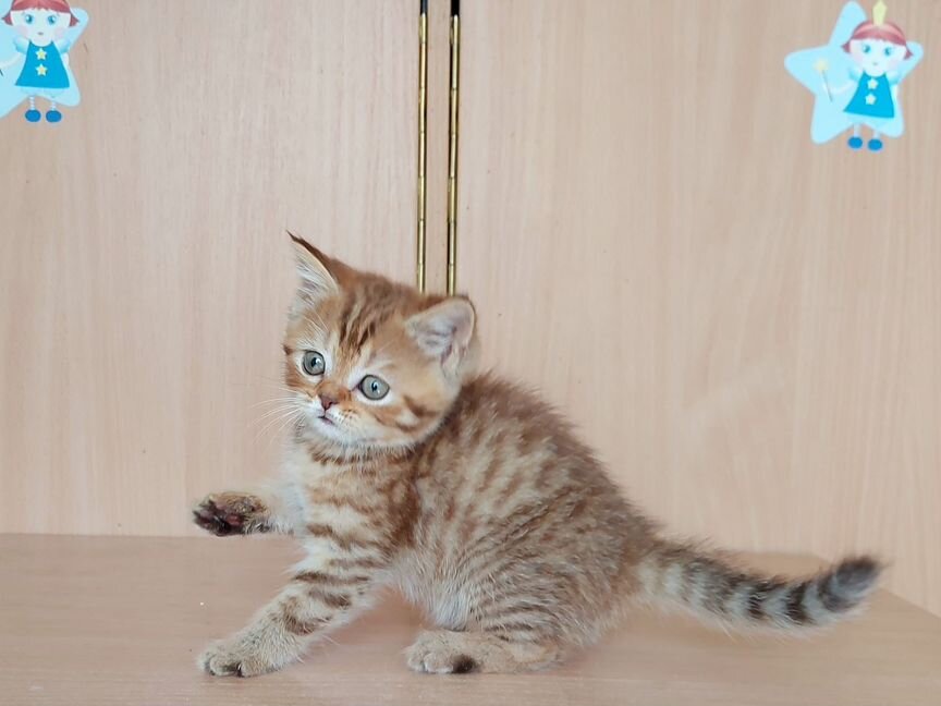 Котята, девочки