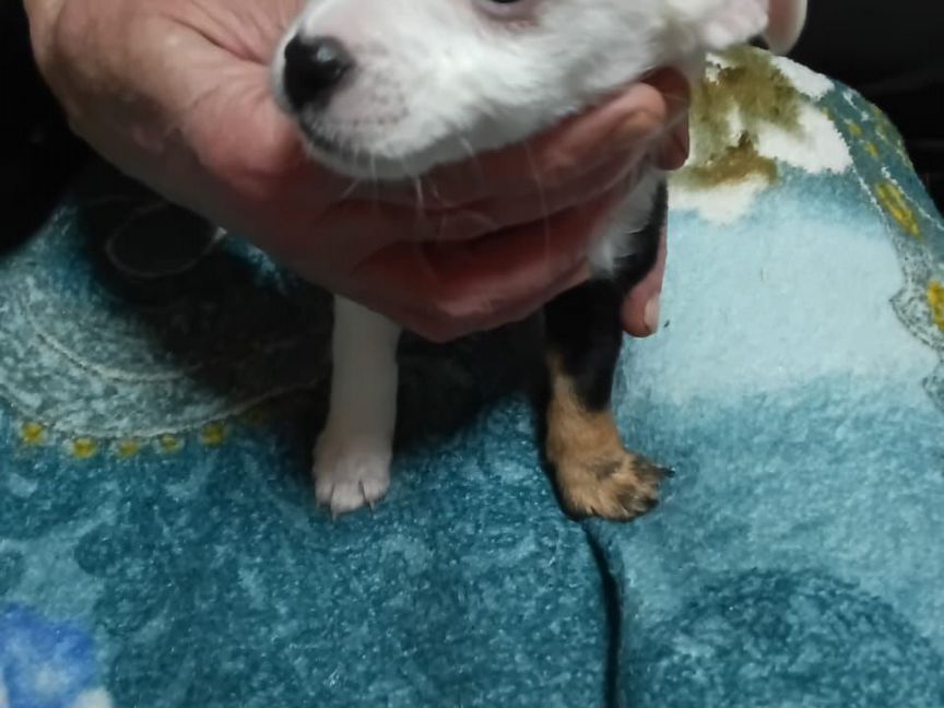 Домашние животные собаки щенки