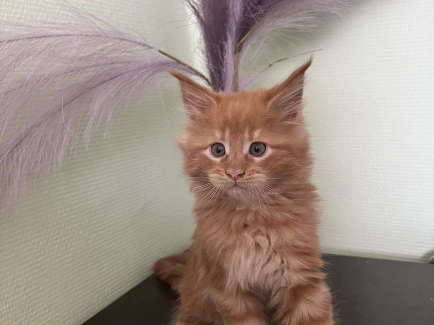 Котята мейн-кун