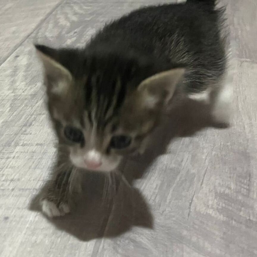 Сибирский котёнок