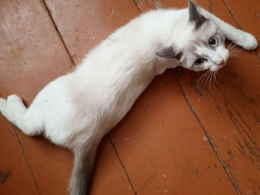 Сиамская кошечка