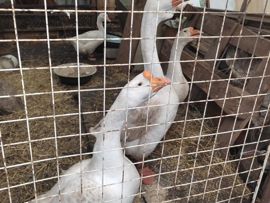 Гуси Холмогор Линда смесь