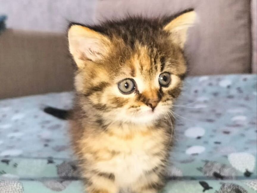 Котенок