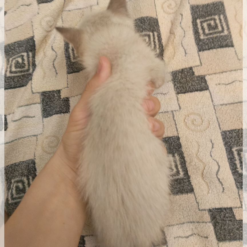 Отдам котёнка в добрые руки