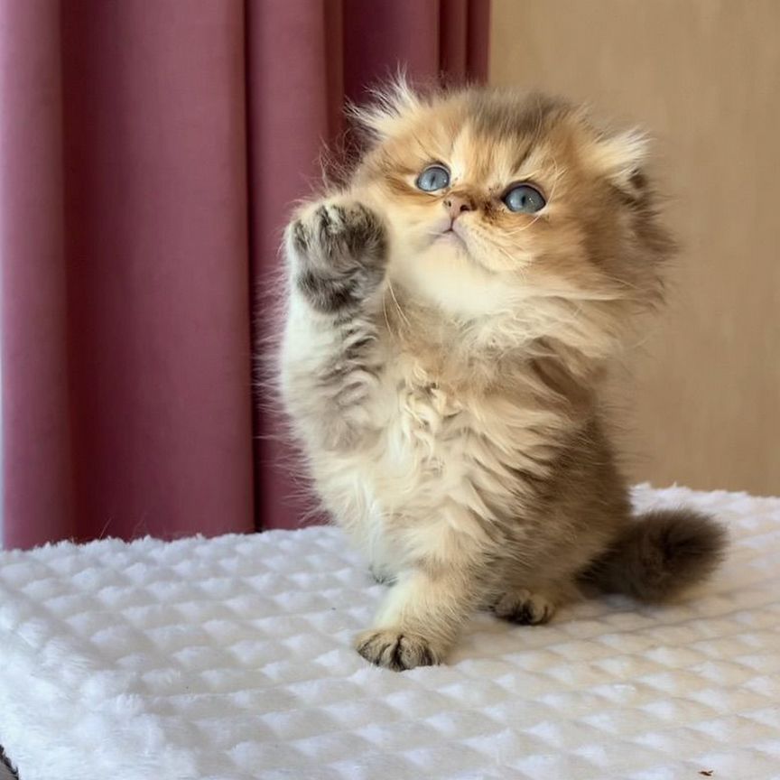 Золотой котенок