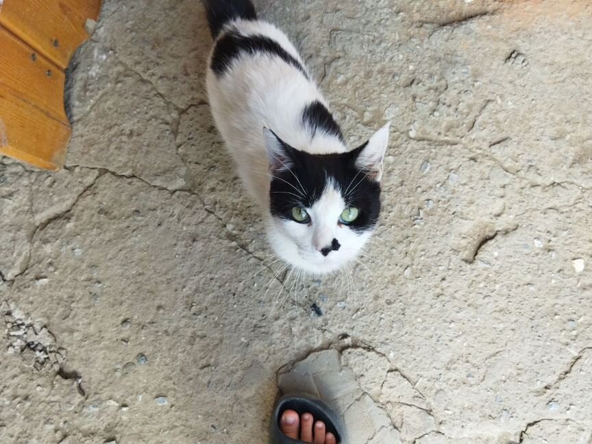 Кошка красивая,умная,ласковая в добрые руки