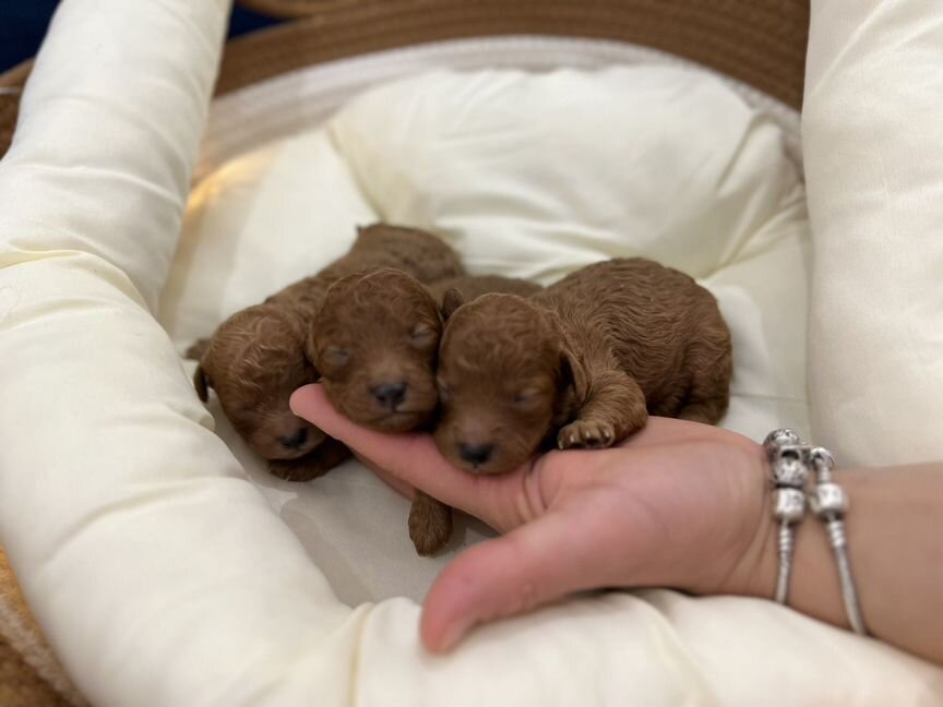 Той-пудель и мальтипуf1 щенки на бронь