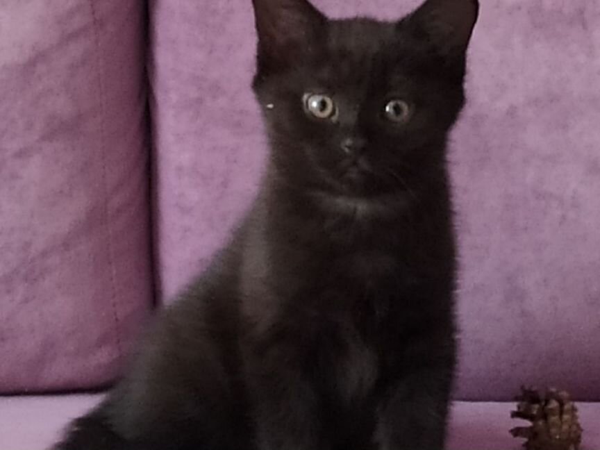 Кошка