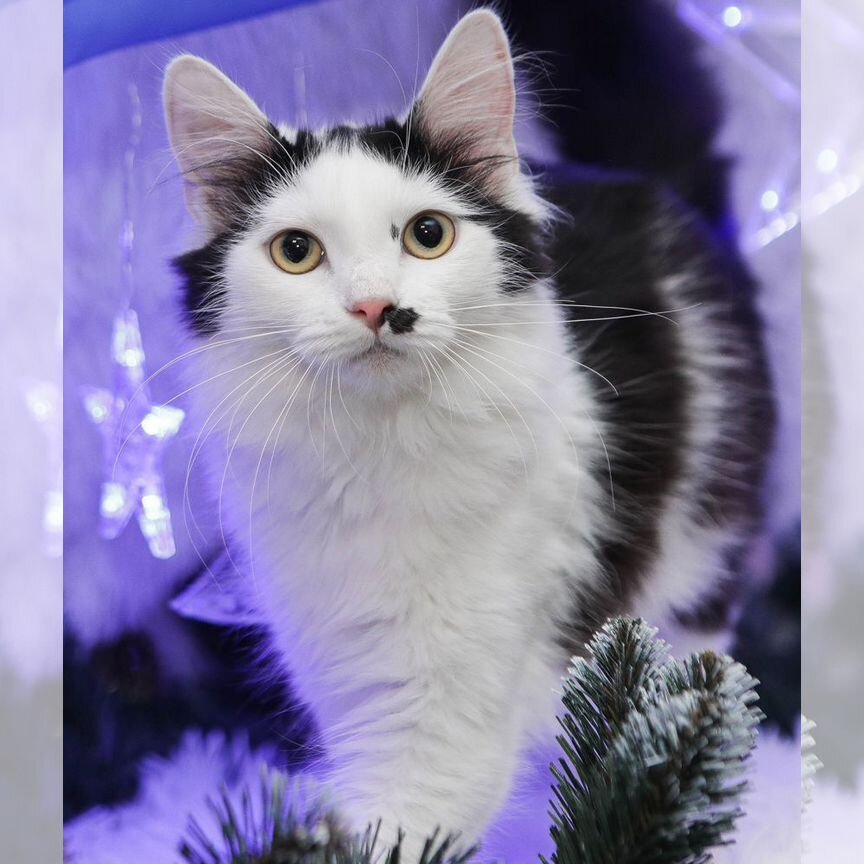 Турецкая ангора котёнок