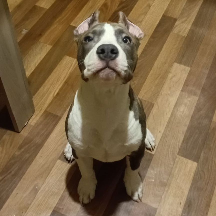 Американский стаффордширский терьер, щенок