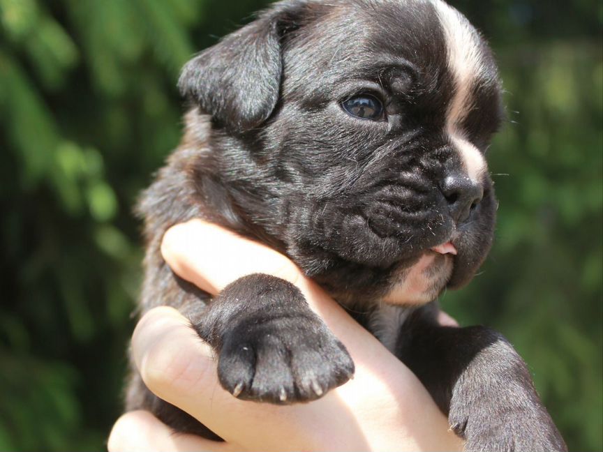 Щенки боксера