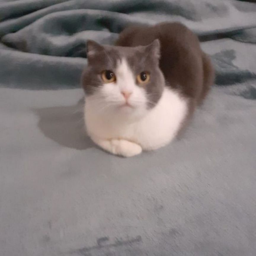 Кошка в добрые руки бесплатно