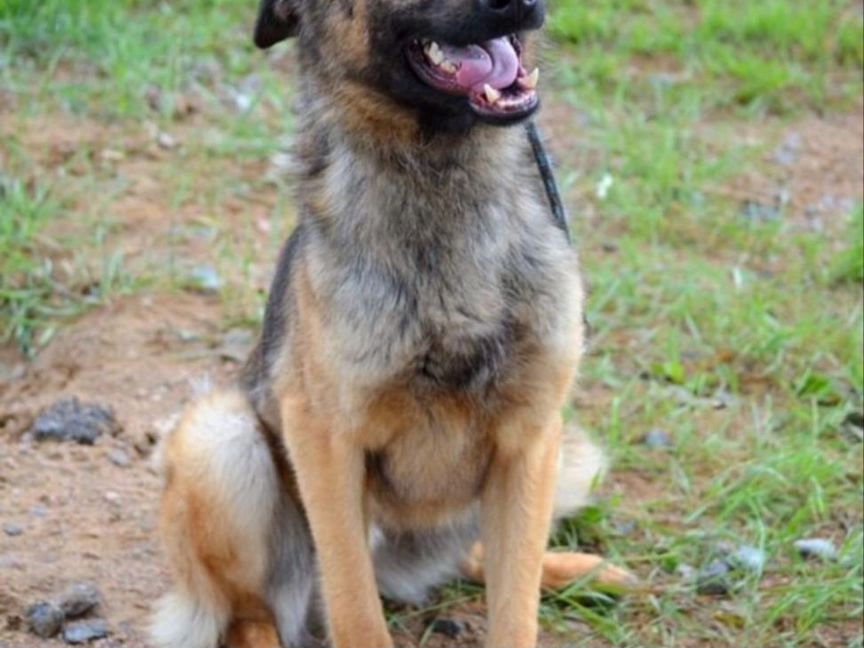 Собака в добрые руки