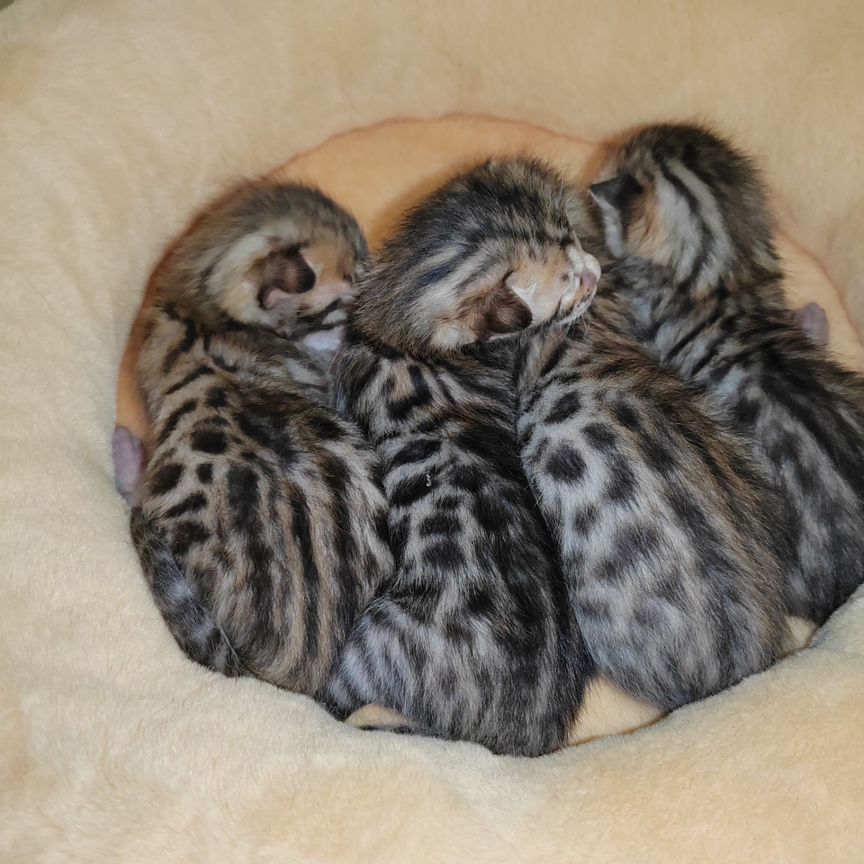 Бенгальская