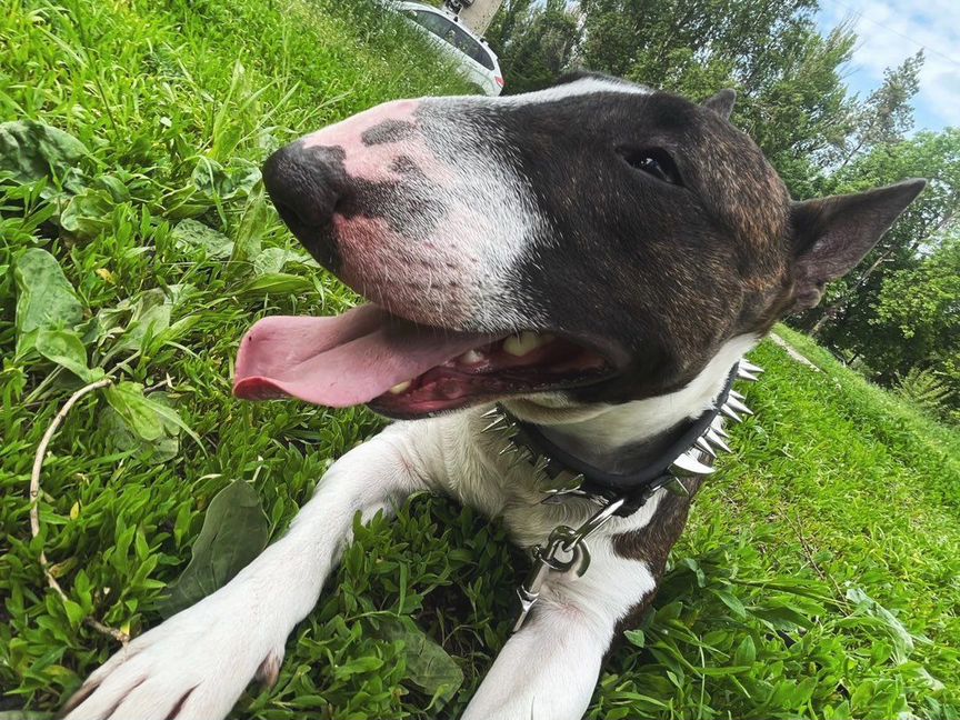 Бультерьер вязка