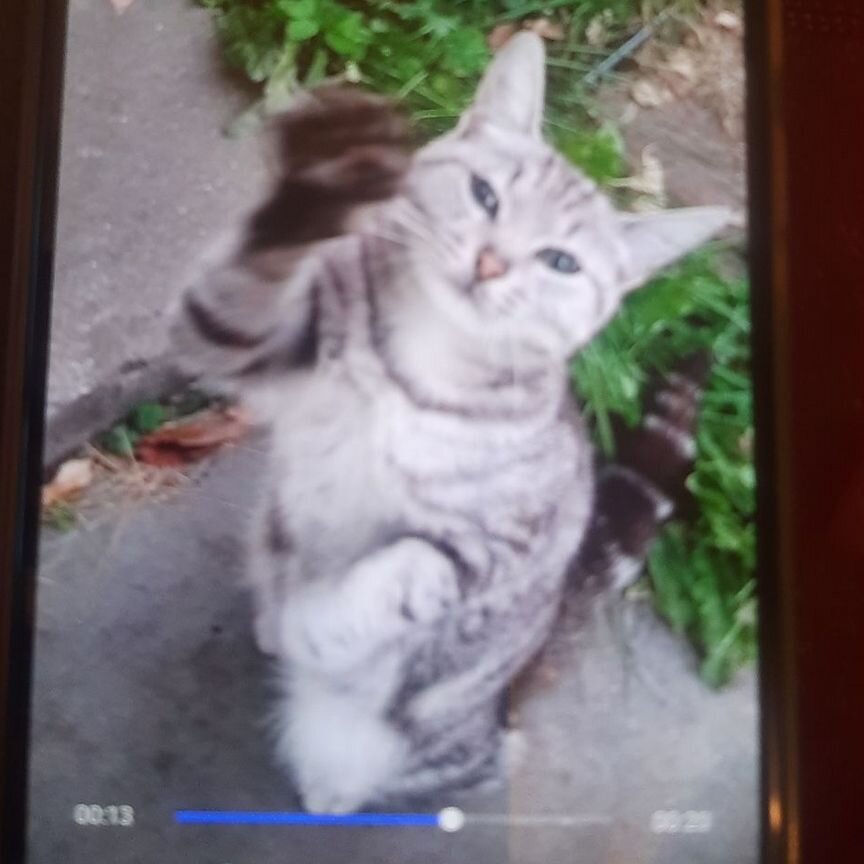 Кошка пропадает