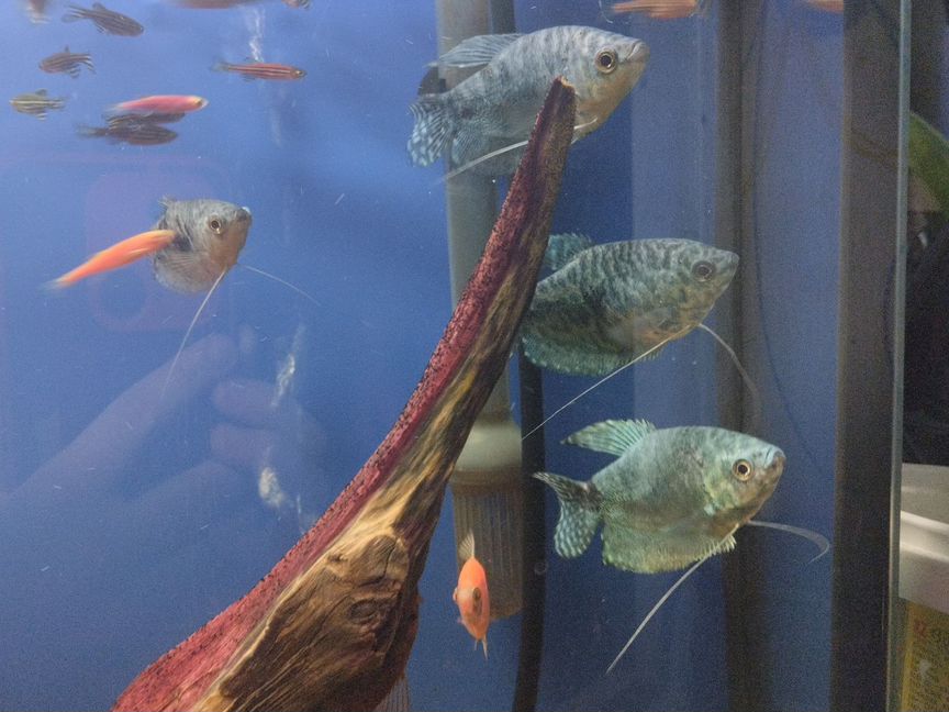 Гурами мраморный