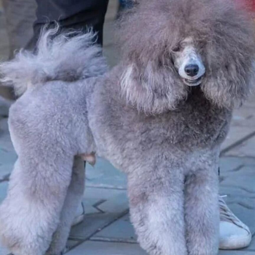 Карликовый пудель вязка