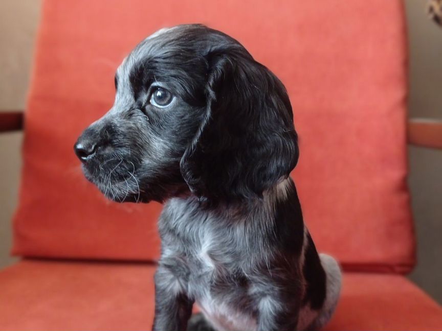 Английский кокер спаниель