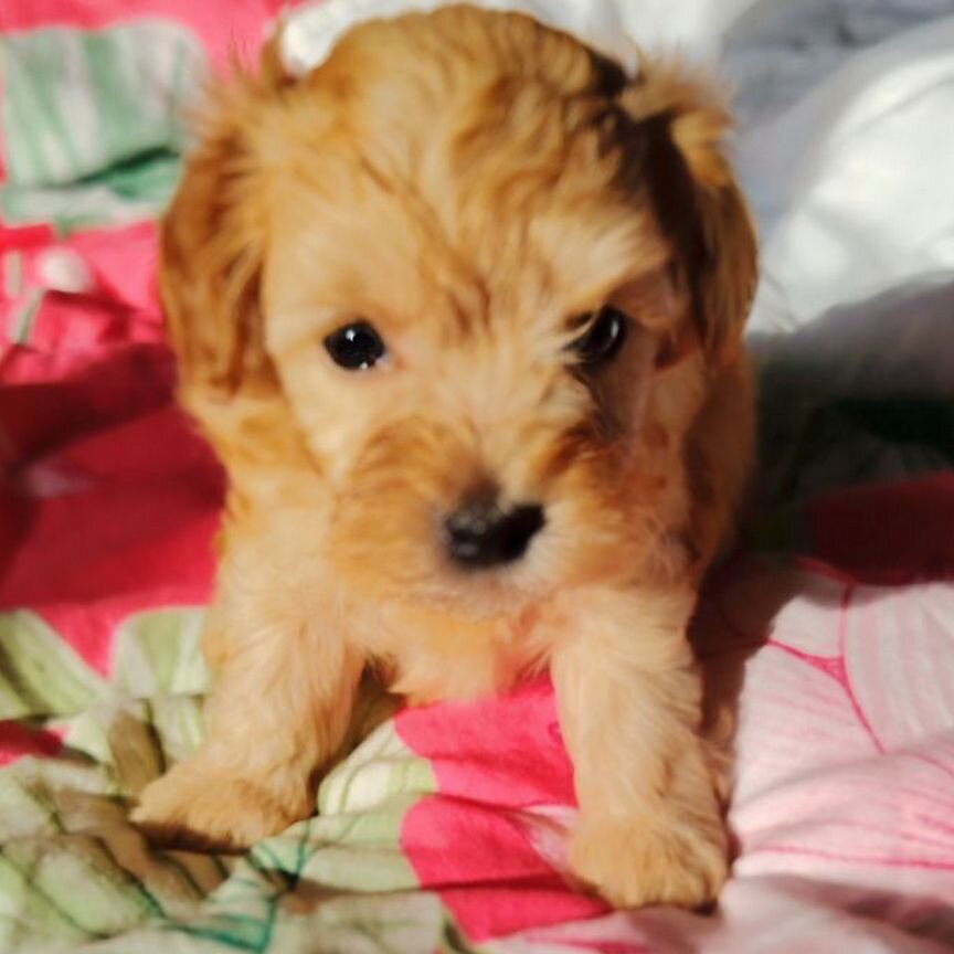 Мальтипу, щенок