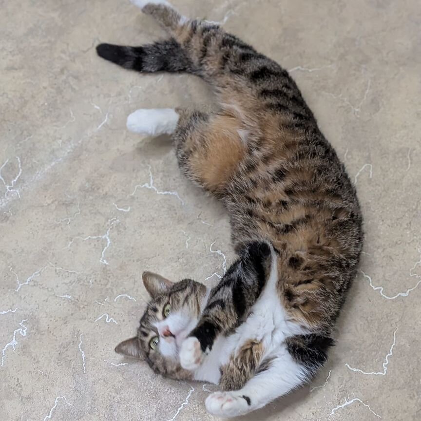 Взрослая, кошка в добрые руки