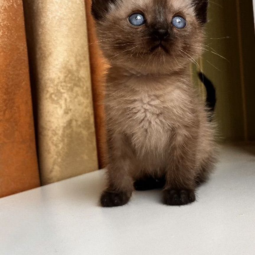 Тайский котенок