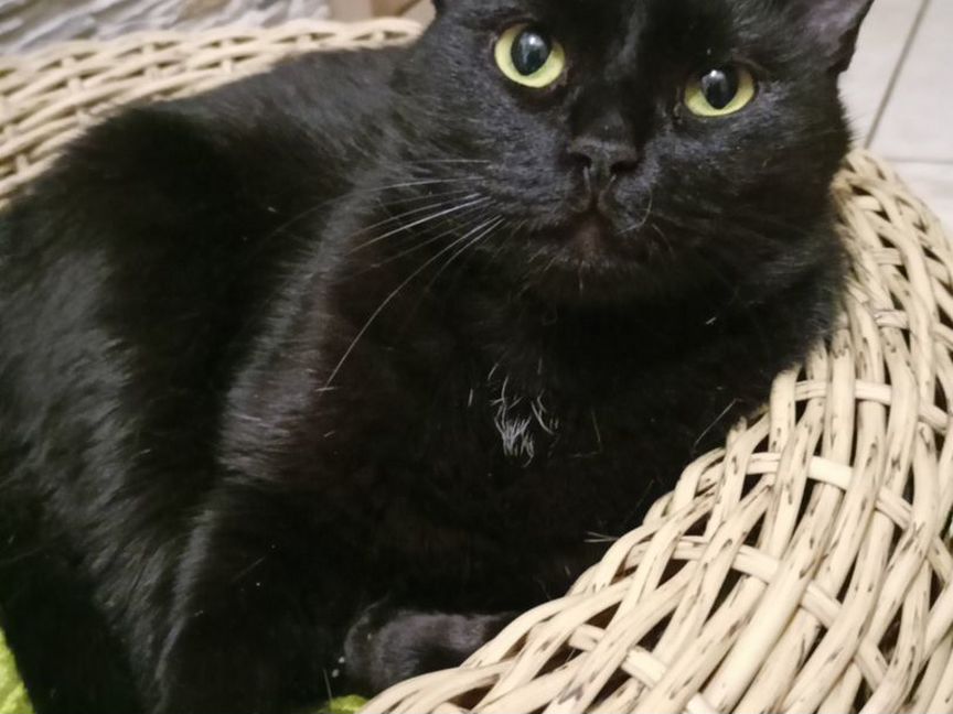 Невероятная красавица, ищет свой дом