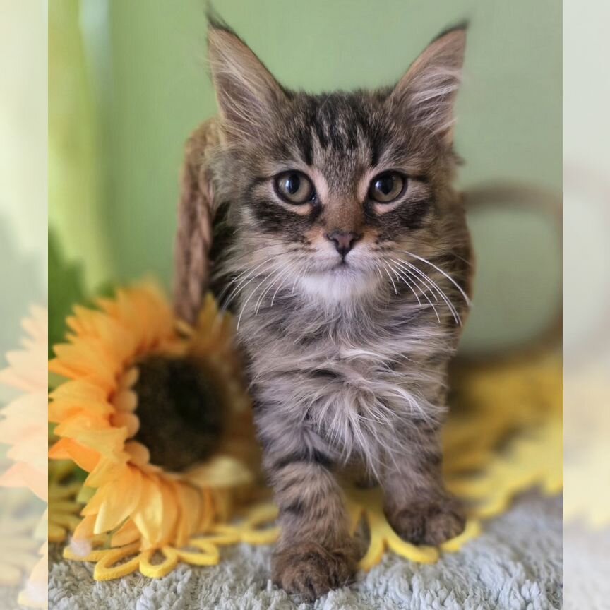 Сибирский котёнок