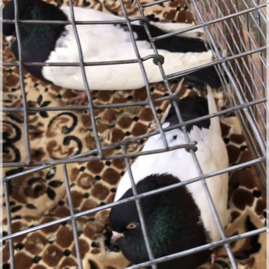 Продажа голубей