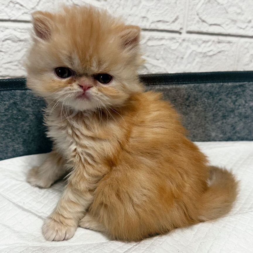 Персидский котёнок