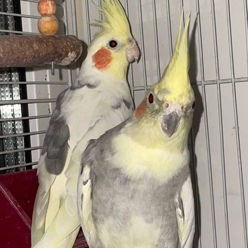 Попугай корелла мальчики