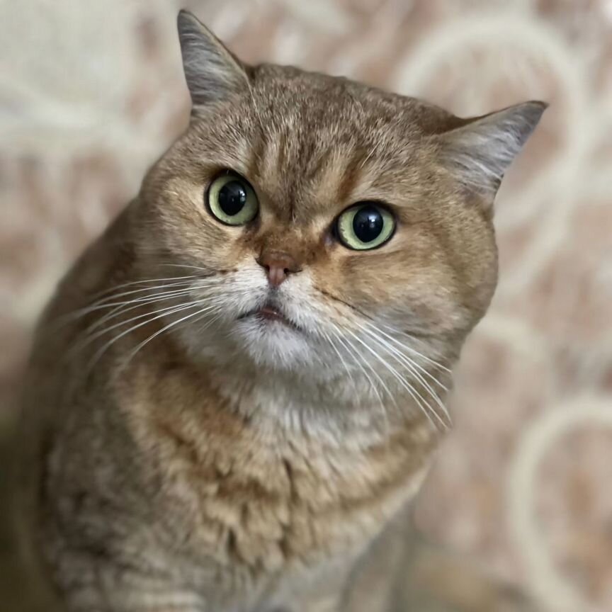 Домашнюю кошечку выкинули