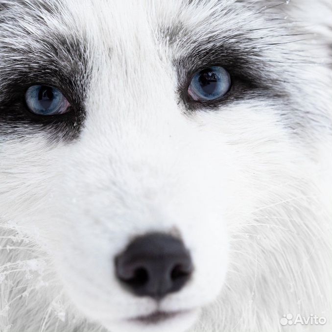 Домашняя лиса