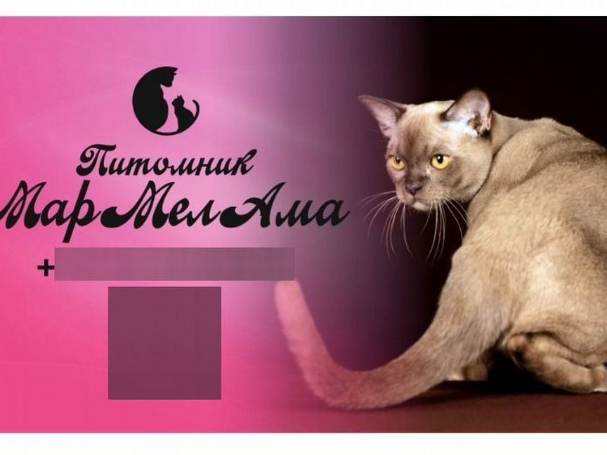 Бурманский котик