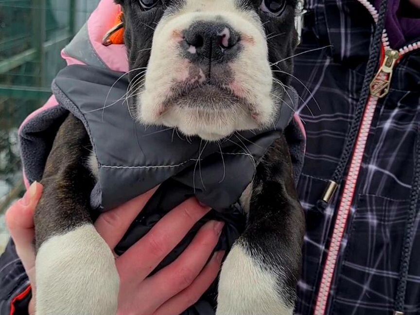 Боксер девочка