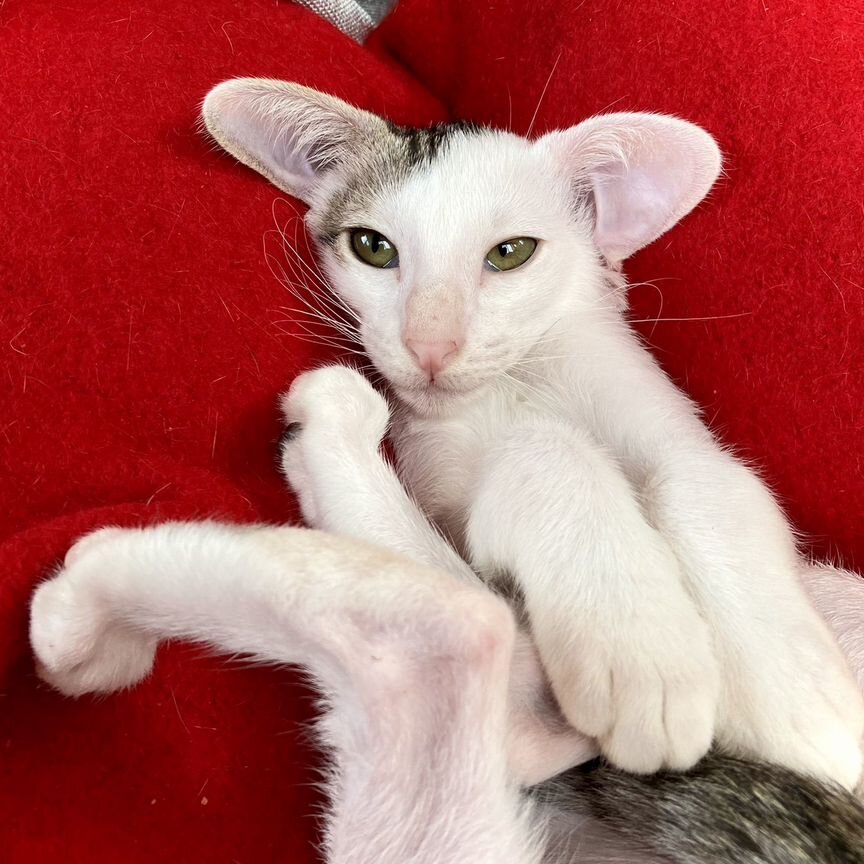 Ориентальная биколорочка