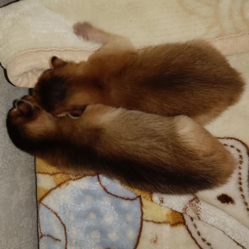 Абиссинский котёнок