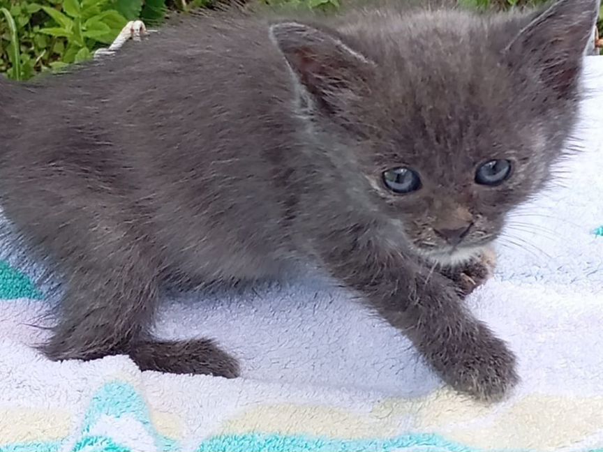 Голубокремовый котёнок (кошка) 2 мес