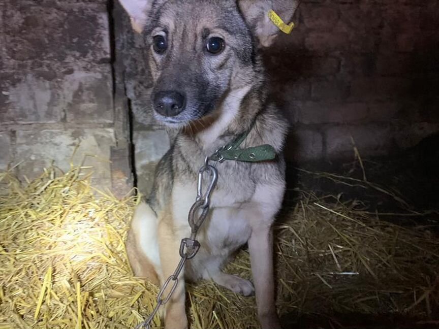 Собака стерил дев,время содержания в отлове вышло