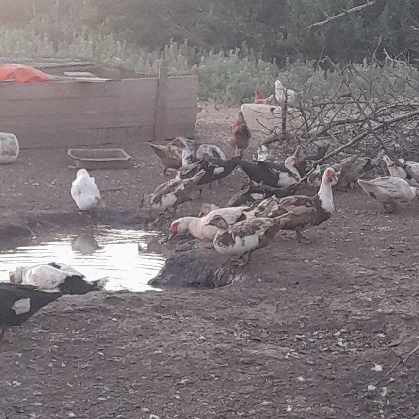 Утки шипуны