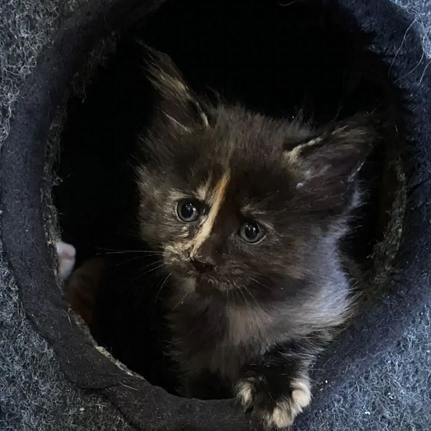 Мейн-кун котёнок